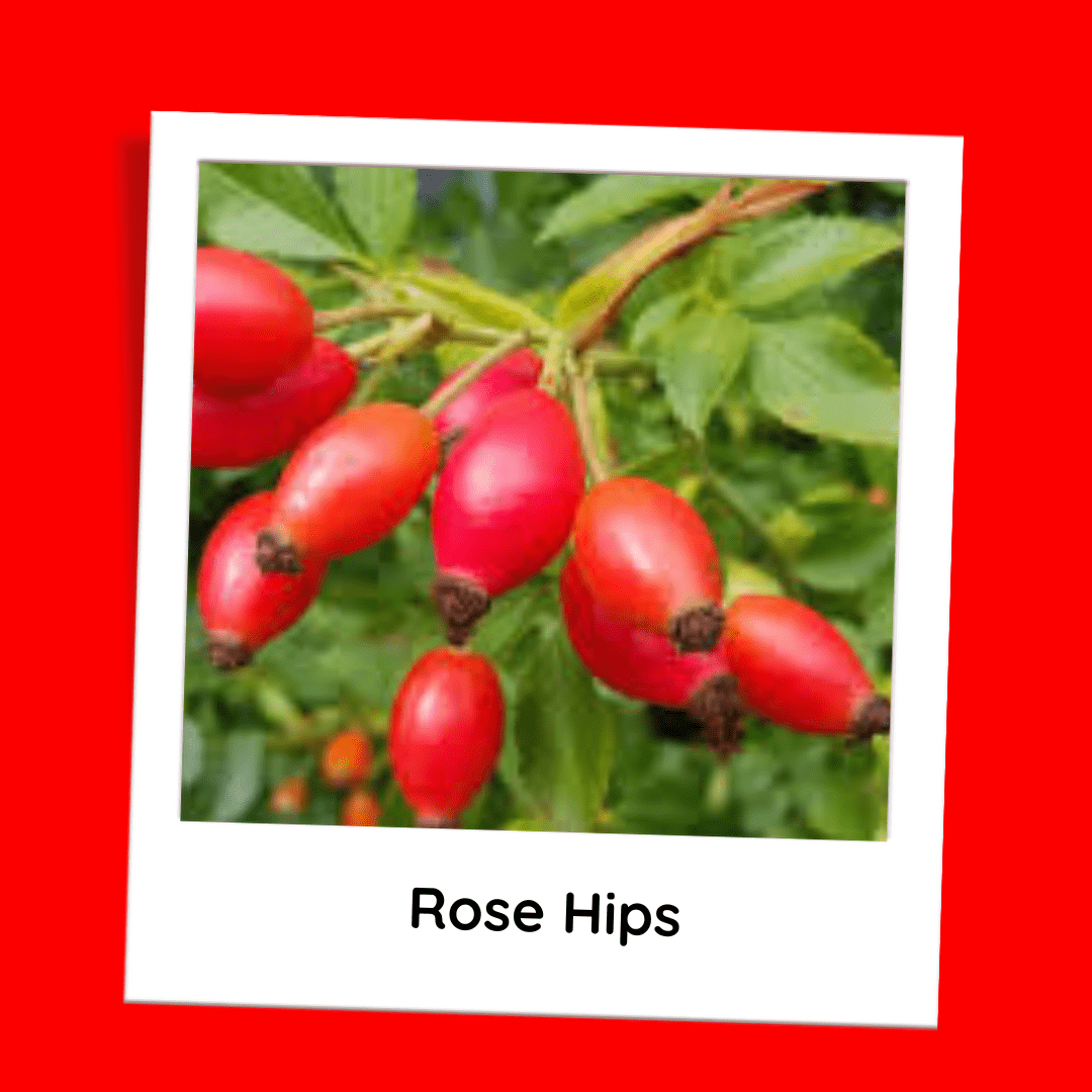 Foraging Rose Hips: Complete Autumn Harvesting Guide